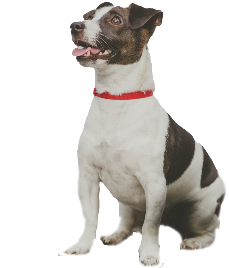 Αρχική - Peritas